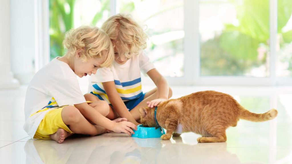 How Much Does a Cat Cost Monthly?